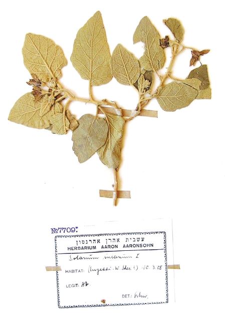 סולנום החדק, עשבית אהרנסון - בית אהרנסון | מוזיאון ניל"י